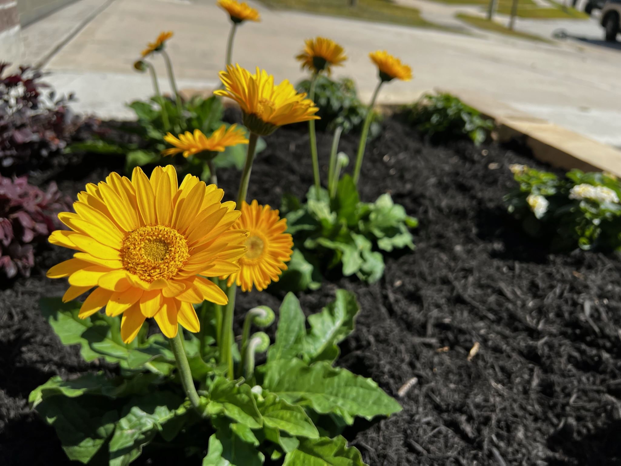 Native Plants | Landscaping The Woodlands, TX