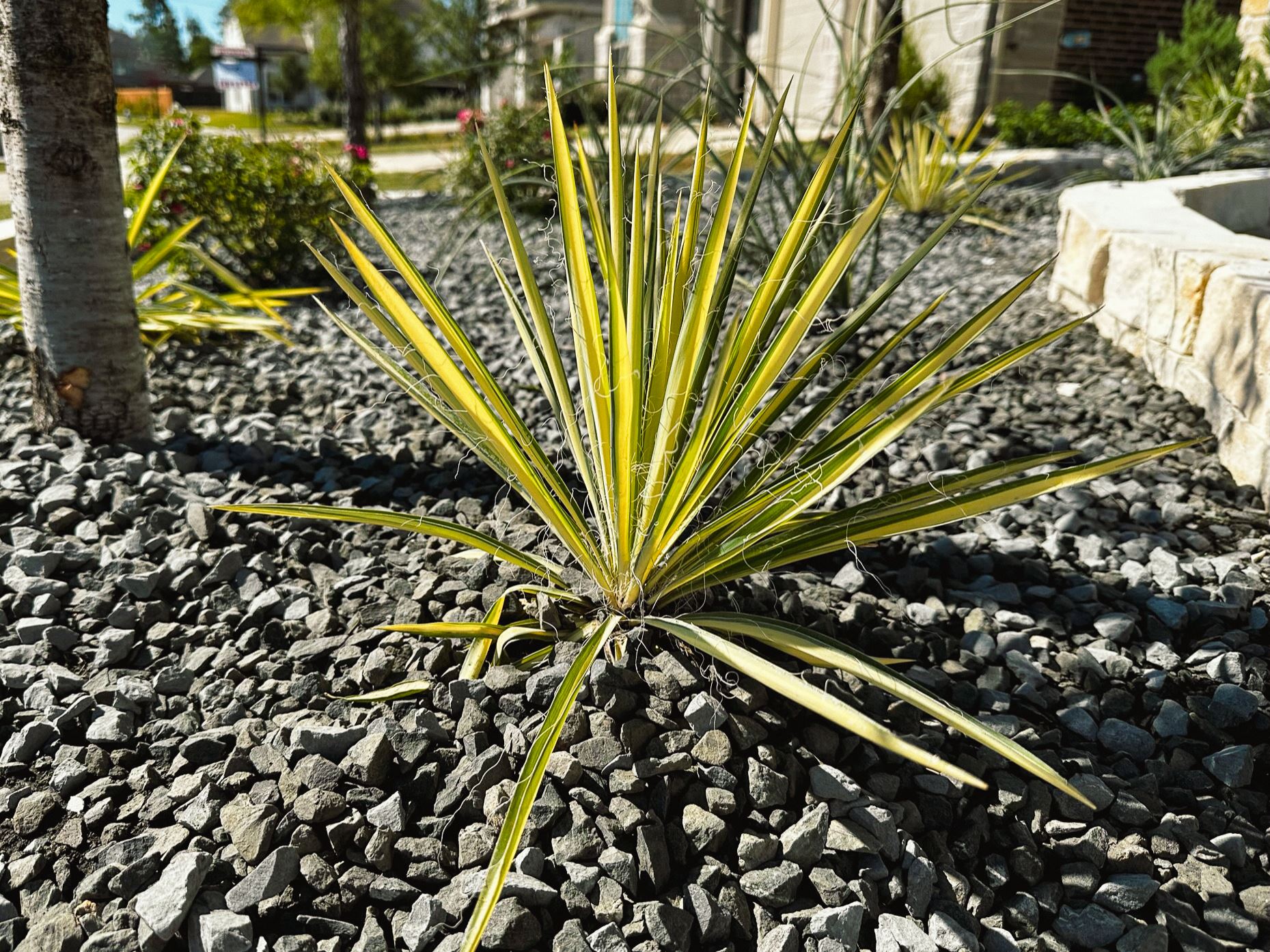 Native Plants | Landscaping The Woodlands, TX