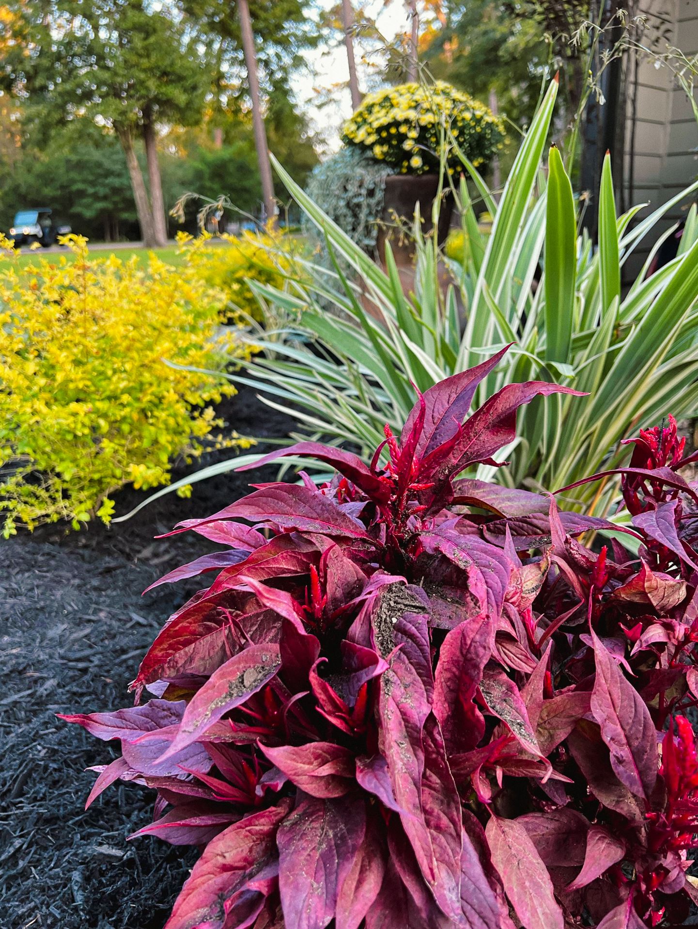 Native Plants | Landscaping The Woodlands, TX