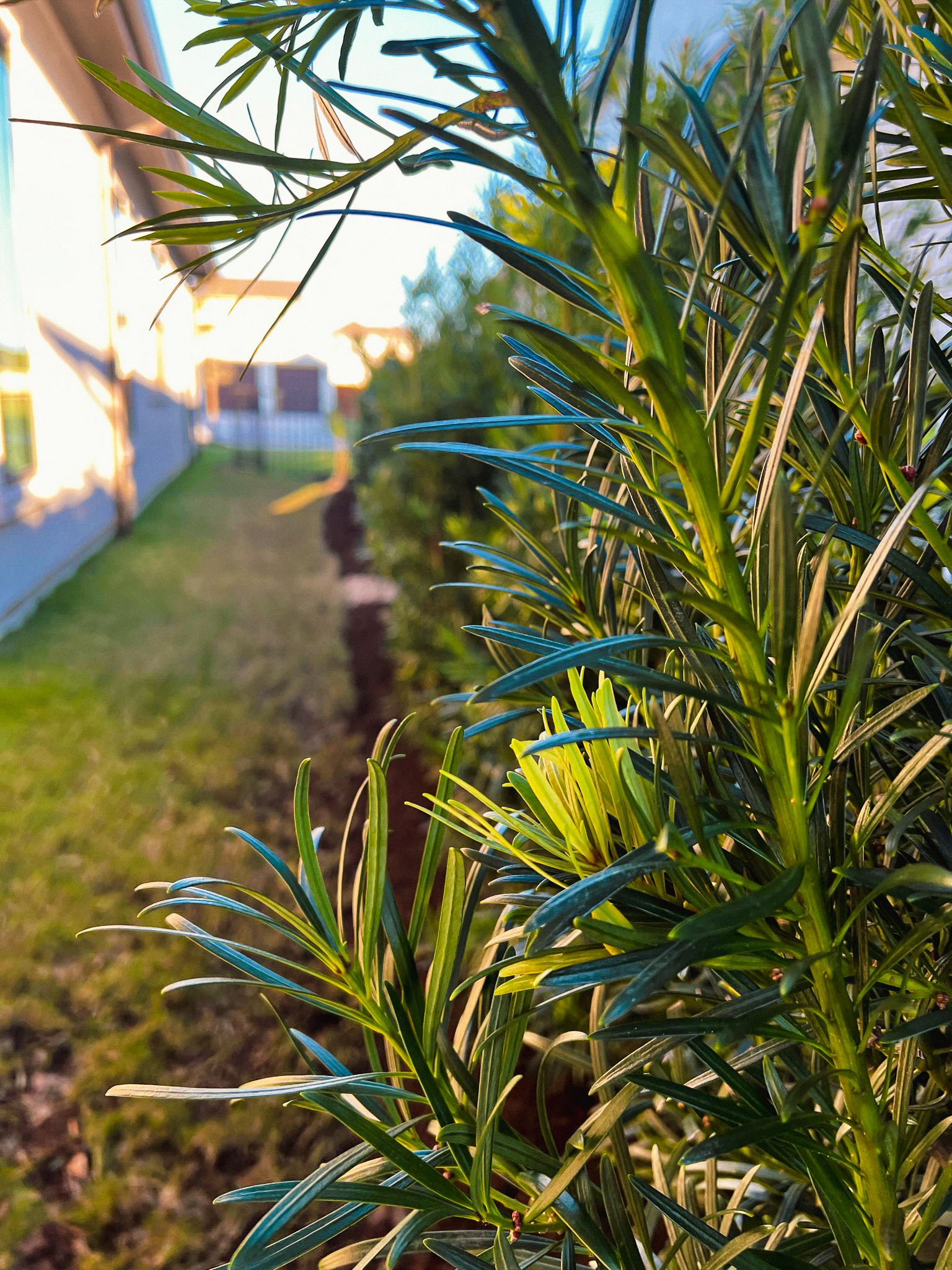 Native Plants | Landscaping The Woodlands, TX