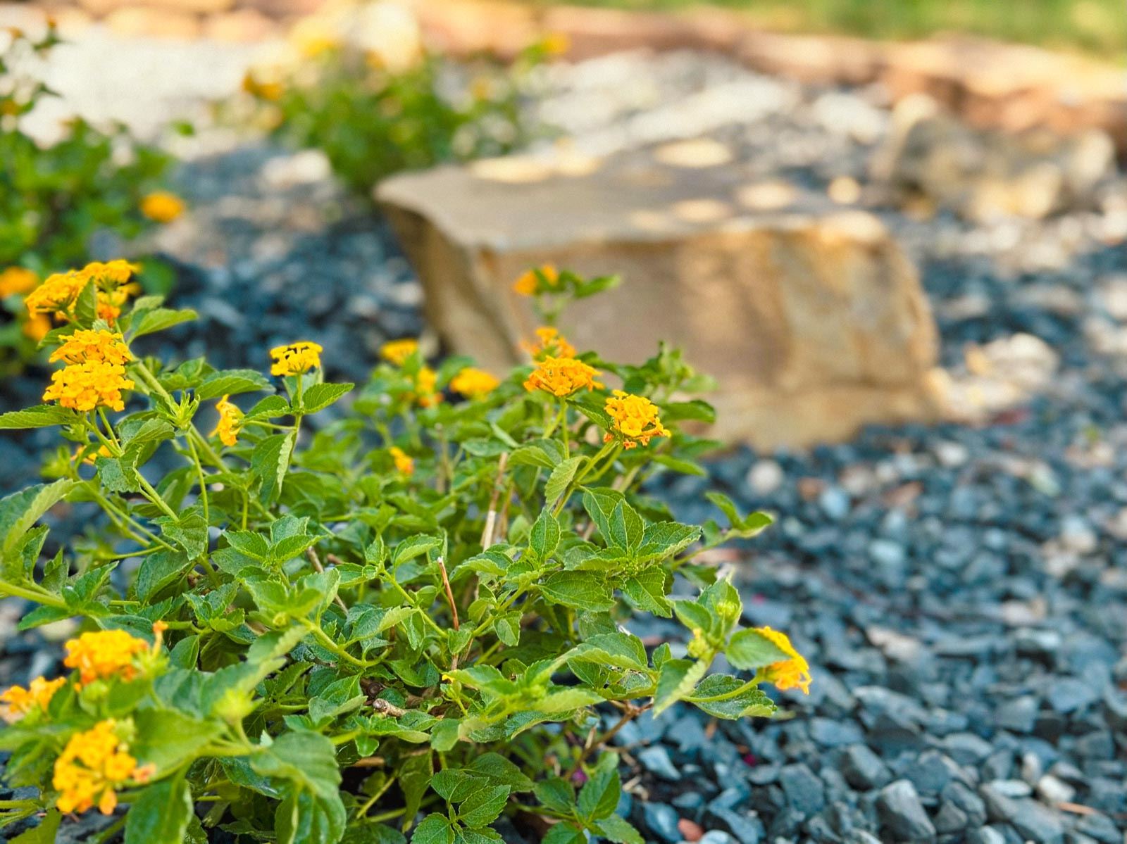 Native Plants | Landscaping The Woodlands, TX